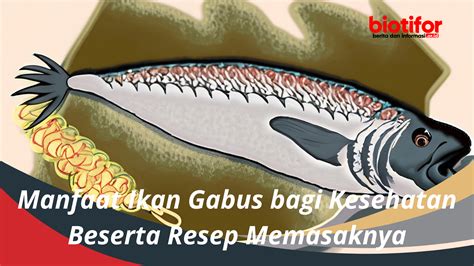 Manfaat Ikan Gabus Bagi Kesehatan Beserta Resep Memasaknya Biotifor