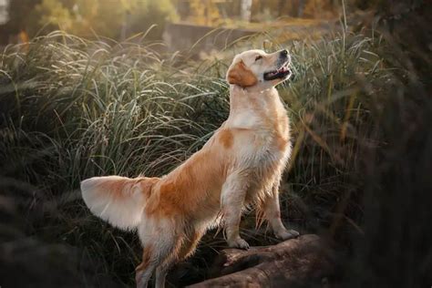 O Guia Completo Do Golden Retriever 2022 O GOLDEN RETRIEVER