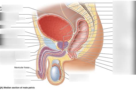 Male Pelvis Diagram Quizlet