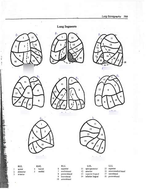 Lung Segments Diagram Quizlet