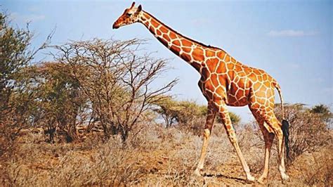 Qué tipo de animal es una jirafa Datos interesantes sobre las