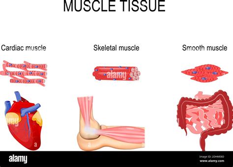 Smooth Cardiac Skeletal Muscle Diagram