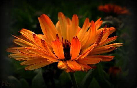 Mes derniers soucis J espère beaucoup à vrai dire au m Flickr