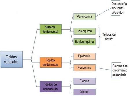 mapa sinóptico referente a los tejidos dérmicos Brainly lat