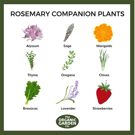 Your Guide To Companion Planting Herbs Combinations