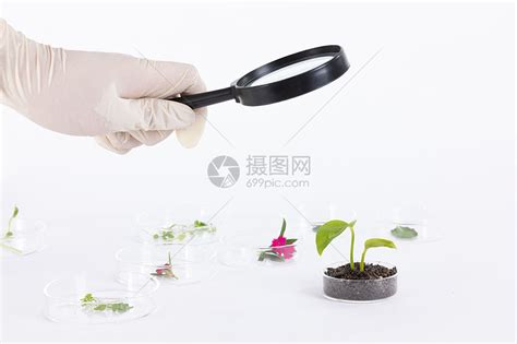 使用放大镜观察植物研究高清图片下载 正版图片501728555 摄图网