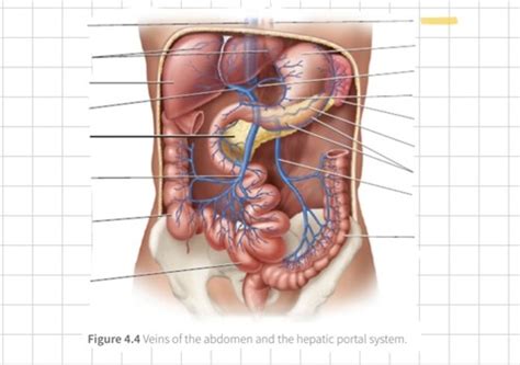 Veins Of The Abdomen Hepatic Portal System Flashcards Quizlet