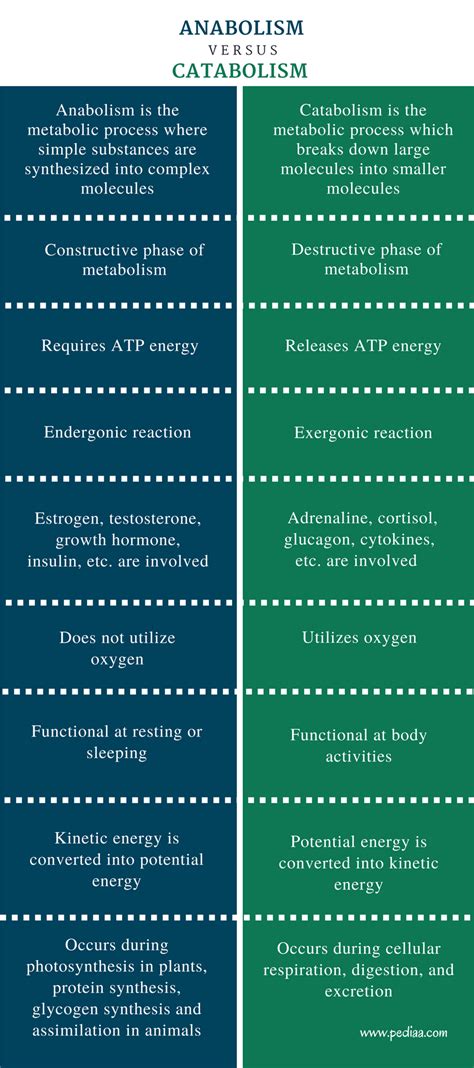 Define Metabolism Explain The Differences Between Anabolism And