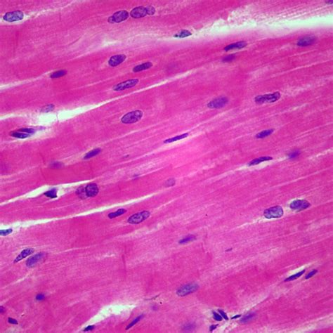 Cardiac Muscle Labeled Diagram Quizlet
