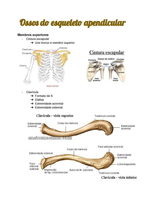 Ossos Do Esqueleto Apendicular Oss D Esquelet Apendicular Membros