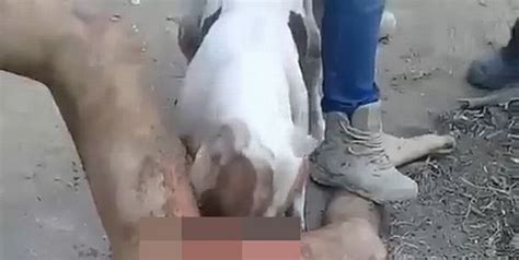Cartel Torture Liveleak Telegraph