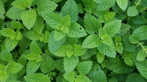Erva cidreira e Capim Santo quais as diferenças entre as plantas