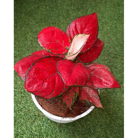 Jual Aglaonema Red Anja Tanaman Hias Aglaonema Red Anja Shopee Indonesia