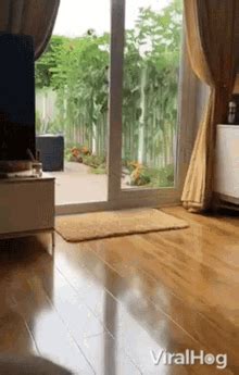 Run Viralhog Run Viralhog Speed Discover Share GIFs
