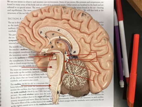 Cerebellum And Brainstem Diagram Quizlet