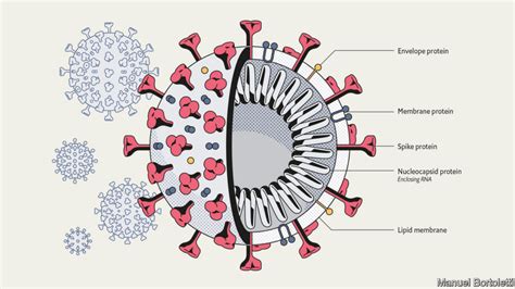 Virology Of SARS COV 2