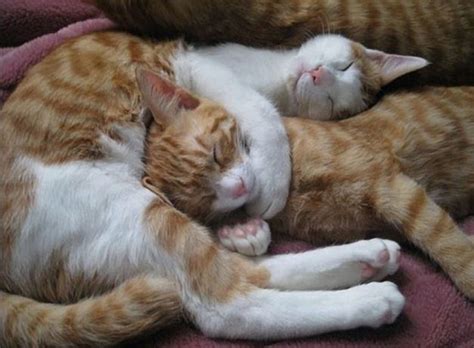 20 Adorable Pictures Of Kittens Hugging Each Other