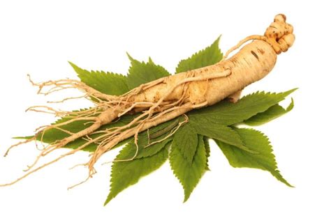 Le Ginseng propriétés avantages et contre indications