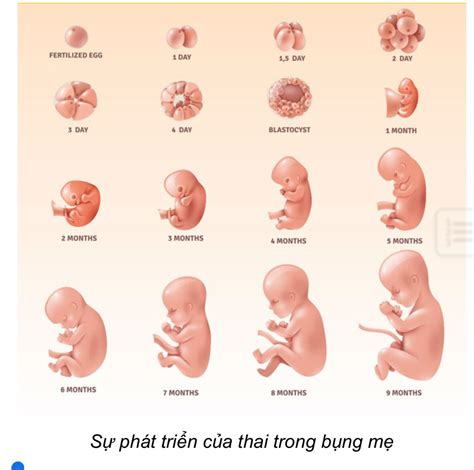 Hình ảnh em bé trong bụng mẹ Cảm nhận đẹp và thú vị của cuộc sống