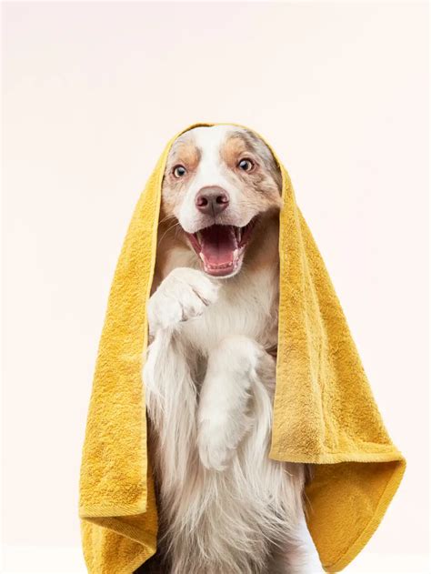 Estas Frases De Perros Y Due Os Son Lo M S Bonito Que Leer S Hoy