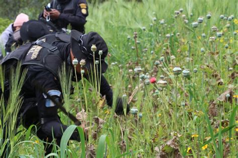 Erradican plantaciones de amapola en San Marcos con un avalúo de más de