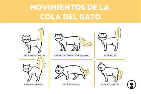 Cuándo un gato mueve la cola Arsveterinaria