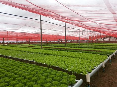 Telas coloridas otimizam produção de HF Revista Campo Negócios