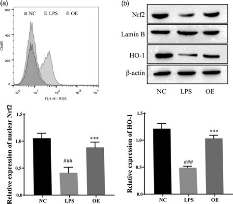 Effect Of OE On LPS Induced Oxidative Stress In Caco 2 Cells A Flow