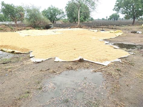 Unseasonal Rains In Telangana Farmers Suffer Paddy Damage Sakshi