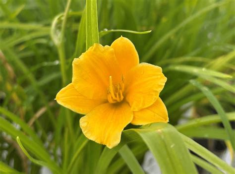 Daylilies Hunters Garden Centre Flower Shop