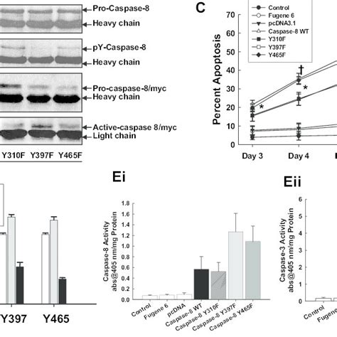 Caspase 8 Regulates Constitutive Neutrophil Apoptosis And Its