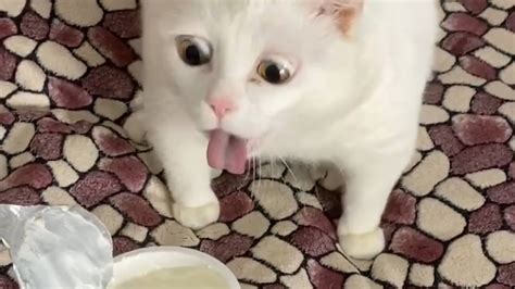 Cat Gags Smelling Sour Cream YouTube