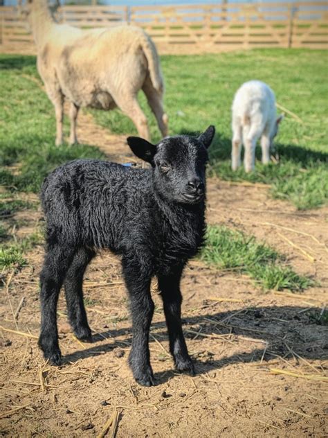 Visite guidée et nourrissage des animaux La ferme des p tits bergers