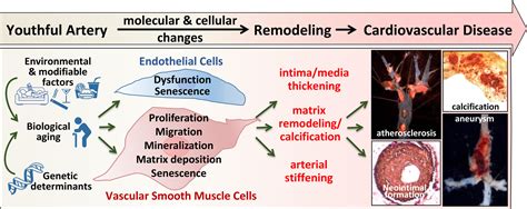 Molecular Mechanisms Of Vascular Health Insights From Vascular Aging