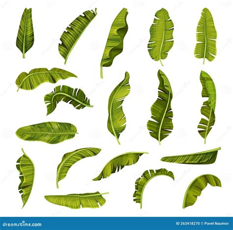 Tropical Green Banana Leaves With Stem Big Vector Set Stock