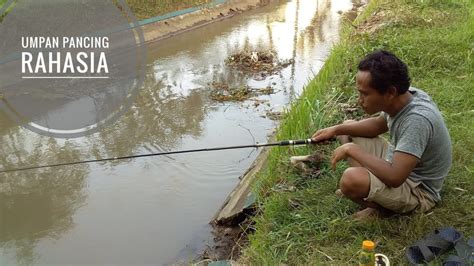 Racikan Rahasia Umpan Ikan Lele Dan Ikan Mas Yang Wajib Kamu Coba