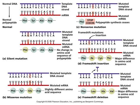 Mutations Worksheets Part Gene Mutations