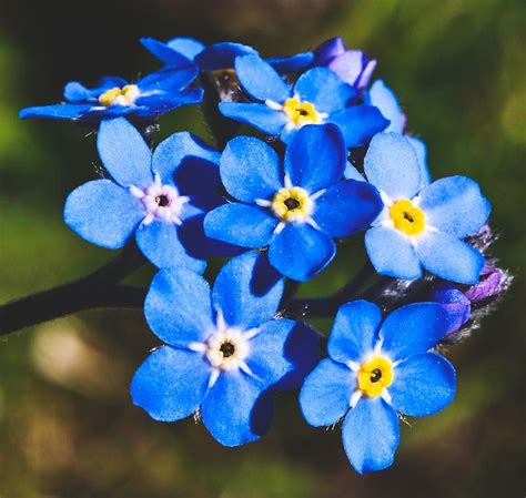 Flor Nomeolvides S Mbolo Del D A Nacional De Abril Coratierra