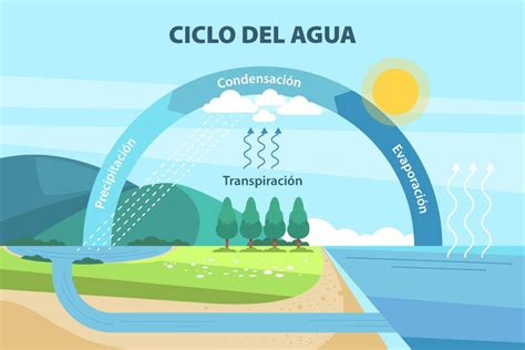Ciclos Biogeoquímicos Qué son Cuáles son e Importancia Significados