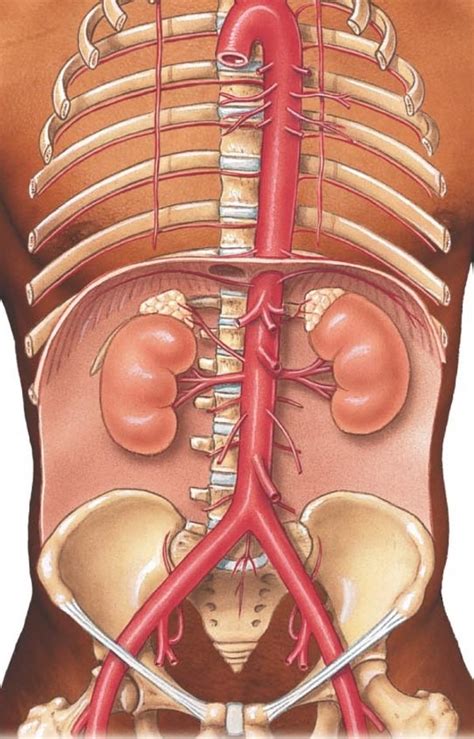 Arterial Supply Diagram Diagram Quizlet
