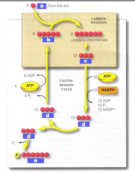 Calvin Cycle Diagram Quizlet