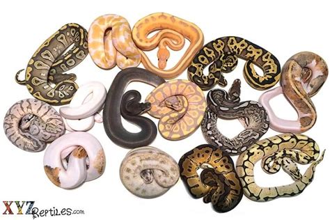 Ball Python Morph List With Pictures