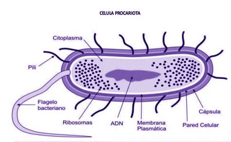 Célula Procariota Definición y su estructura Procariota Celulas