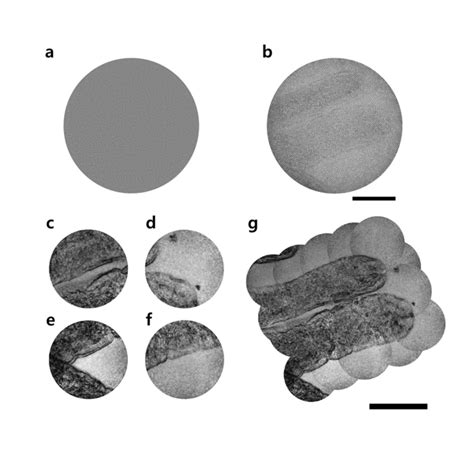 Figure 3 IMAGE EurekAlert Science News Releases