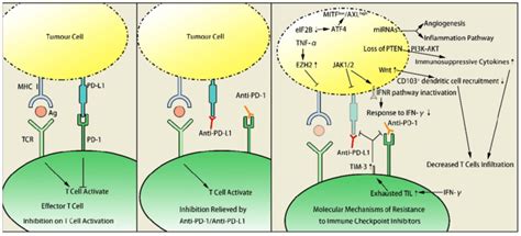 Molecular Mechanisms Of Tumour Resistance To Immune Checkpoint Therapy