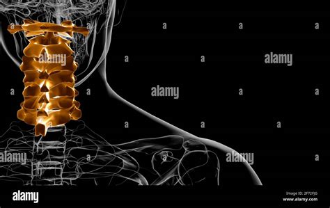 Human Skeleton Vertebral Column Cervical Vertebrae Anatomy 3D