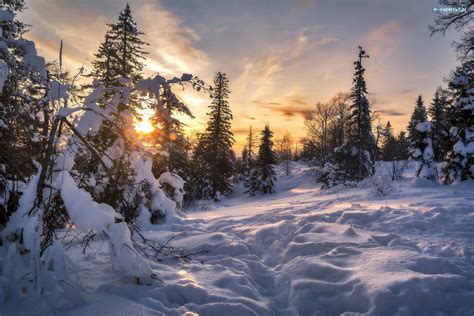 Zima Wschód słońca Śnieg Drzewa Ośnieżone