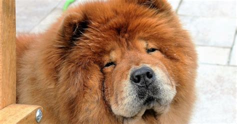 Race De Chien Les Plus Beau Communaut Mcms
