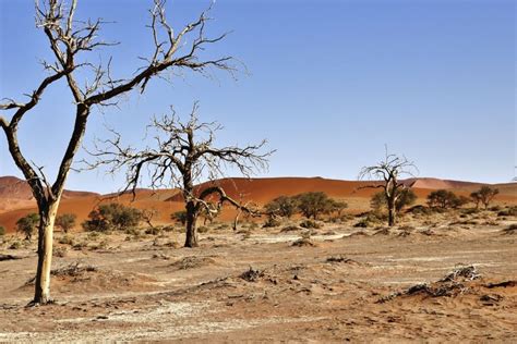 Giornata Mondiale per la Lotta alla Desertificazione e alla Siccità