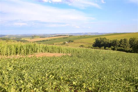 Colheita da soja evolui de 17 para 30 na última semana no Paraná